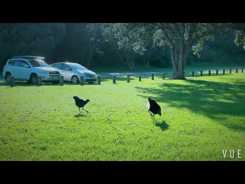 pūkeko fighting