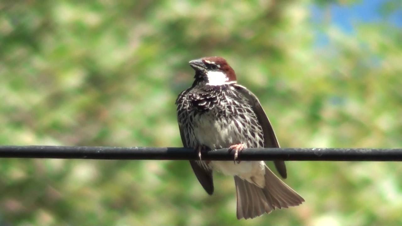 Spanish sparrow ( Passer hispaniolensis) male displaying