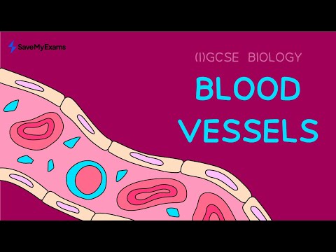 Learn Everything About Blood Vessels In 4 minutes - IGCSE & GCSE Biology Mock Exam Revision