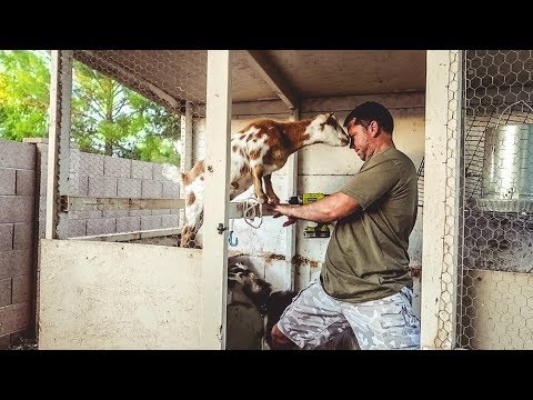 Kevin's CRAFTY helper (baby goat butts in on project)