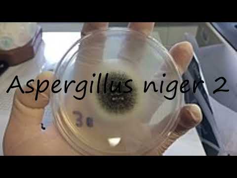How to pronounce Aspergillus niger 2 in English?