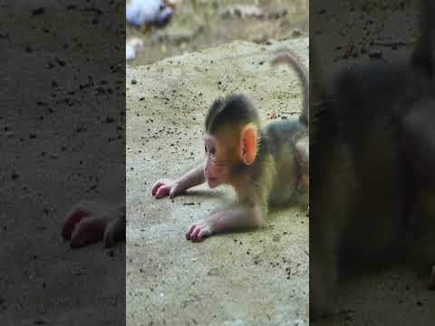 Baby monkey video 2024 #shorts EP 053