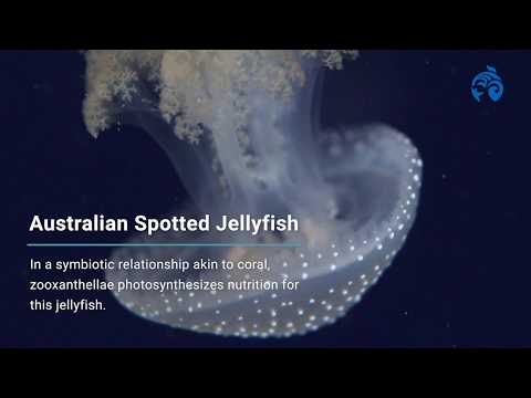 Meet the Jellyfish | Ocean Wise