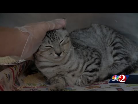 Central Florida animal shelters overcrowded amid less pet-friendly residences, skyrocketing rent