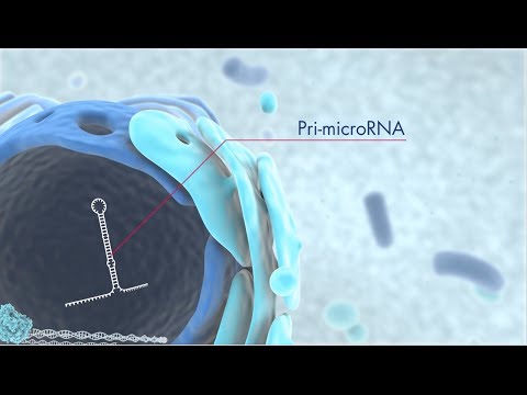 Discover microRNA origins and the latest technology for miRNA research