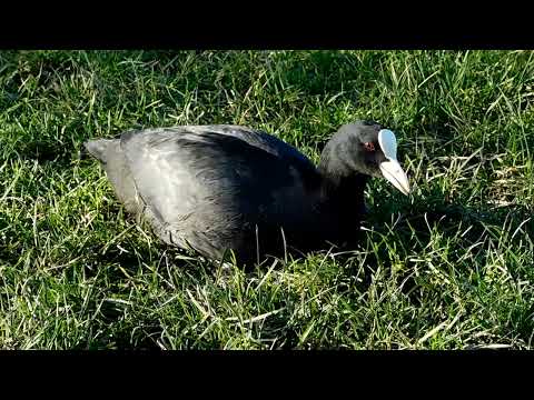 Moorhens and Coots