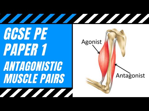 AQA GCSE PE: What Is An Antagonistic Pair? | Agonist | Antagonist | Muscle Action | Movement