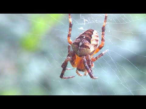 Araneus diadematus spider close-up