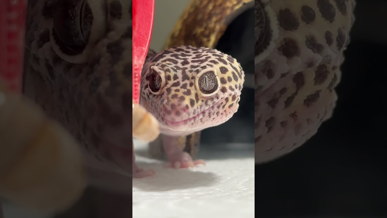 Please don’t scroll, spot is about to feed! #trending #pets #adorable #puppy #geckos