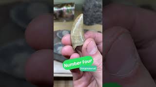 Top 5 Best Fossilized Dinosaur Teeth!