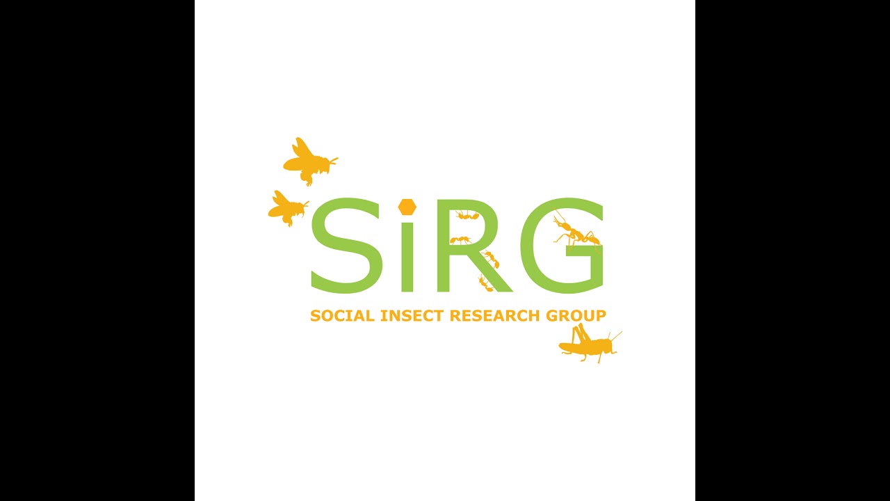Hive Foraging Tunnel | ASU Bee Lab | ASU SIRG | 2026-05-04