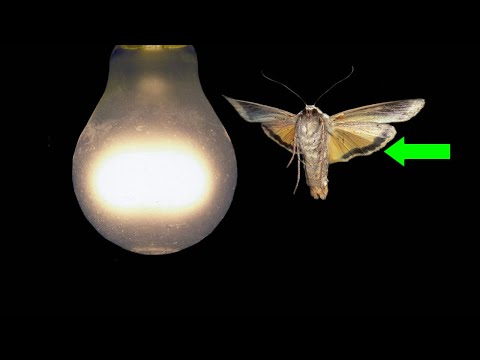 American Sign Language ASL Video Dictionary - moth