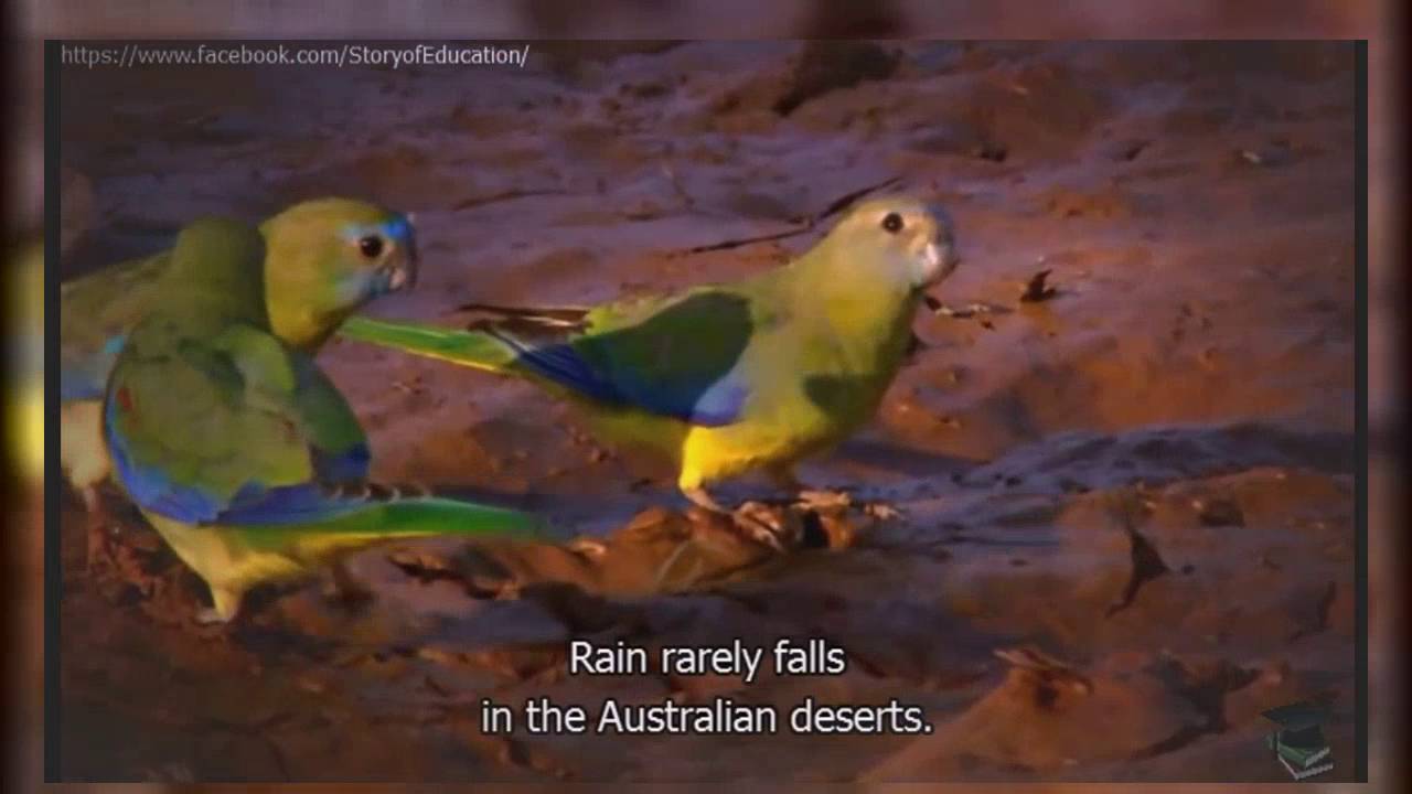 The 12 Best Documentaries About Parrots - Documentarytube.com