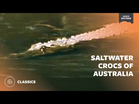 Saltwater Crocs of Australia | Mutual of Omaha's Wild Kingdom
