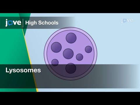 Lysosomes | Cell Bio | Video Textbooks - Preview