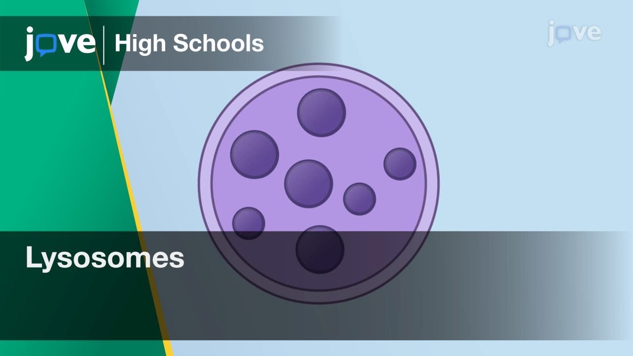 Lysosomes | Cell Bio | Video Textbooks - Preview