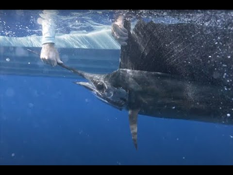 Florida Sportsman Watermen - Sailfish Specialty with Matt George