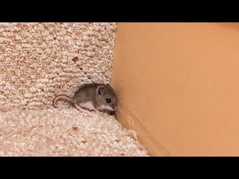 Deermouse trapped and released
