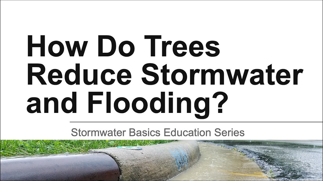How Do Trees Reduce Stormwater & Flooding?