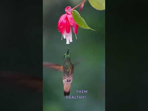 🌟 BERHENTI! Anda Mungkin Membahayakan Burung Kolibri Tanpa Menyadarinya 🌟#SelamatkanBurungKolibri
