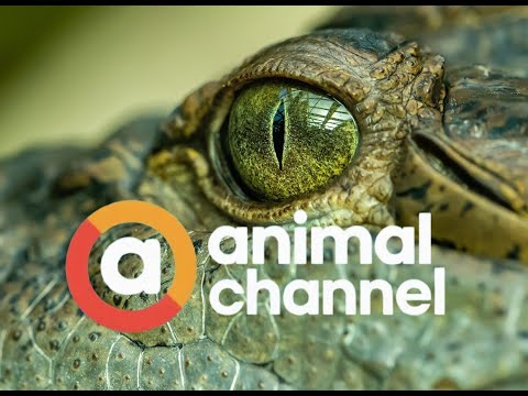 Nile Crocodile. The River Monster with a God’s Legacy