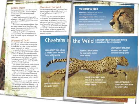 Informational Text- Text Features & Preview