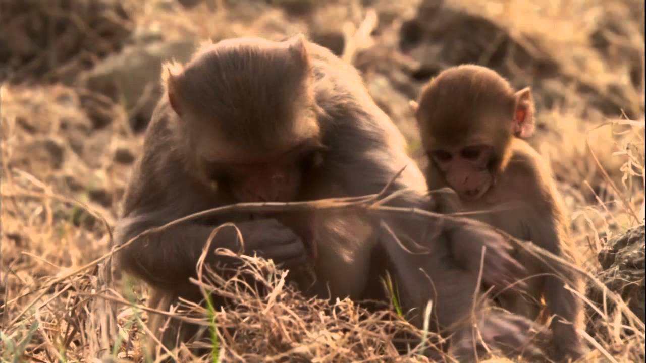 Ganges 2008 -  Episode 1 - BBC Documentary