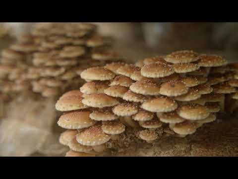 Faces of New England: Mousam Valley Mushrooms