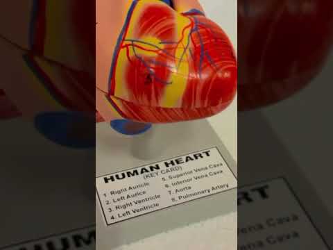 Heart Models - Working Model Of Heart Latest Price, Manufacturers ...