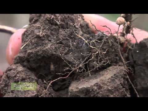 Soybean Cyst Nematode #875 (Air Date 1/11/15)