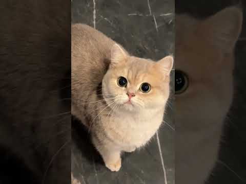 Meowing and moving bread for you! 🍞🐱 #trending #viral #cute #cat