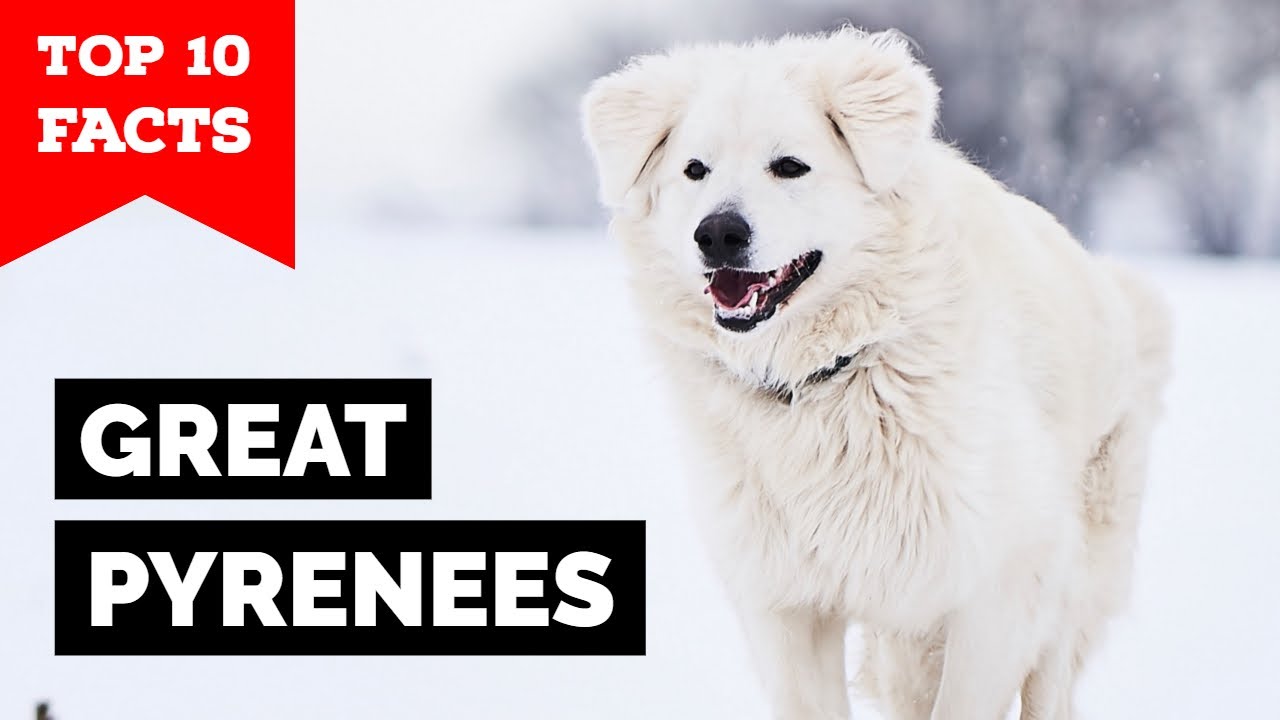 Great Pyrenees - Top 10 Facts