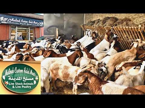 The best Halal Meat Live Slaughter in America | America main halal meat available ha|USA Bakra mandi
