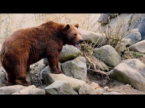12 Different Types of Bears From Around the World