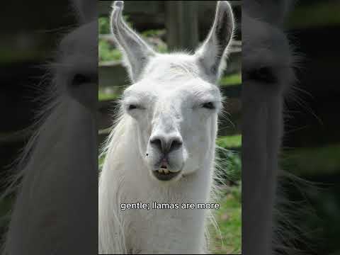 Alpaca vs. Llama: What’s the Difference? 🦙
