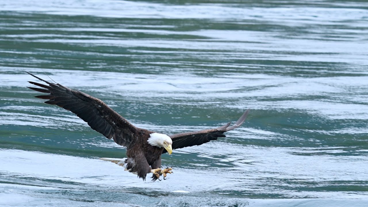 Eagle vs Hummingbird!