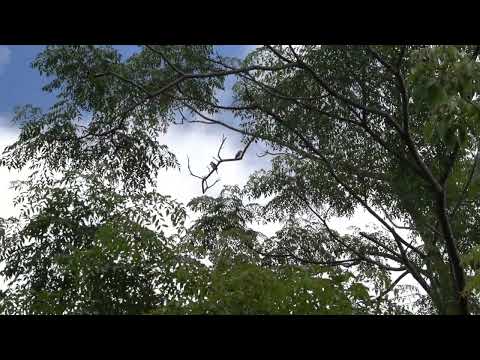 Sony RX10 iii SuperZoom or Bridge Camera for Birds