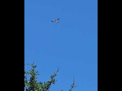 a kite flying behind cessna π© π€© #enjoy
