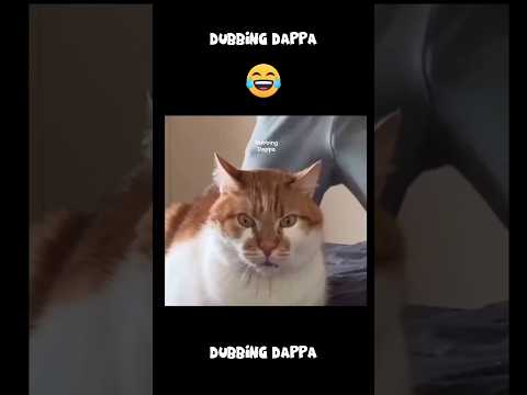 Incoming Danger π€£ #funny #cat #shorts #dog #shortsfeed #animals #dubbingdappa #catvideos #dogshorts