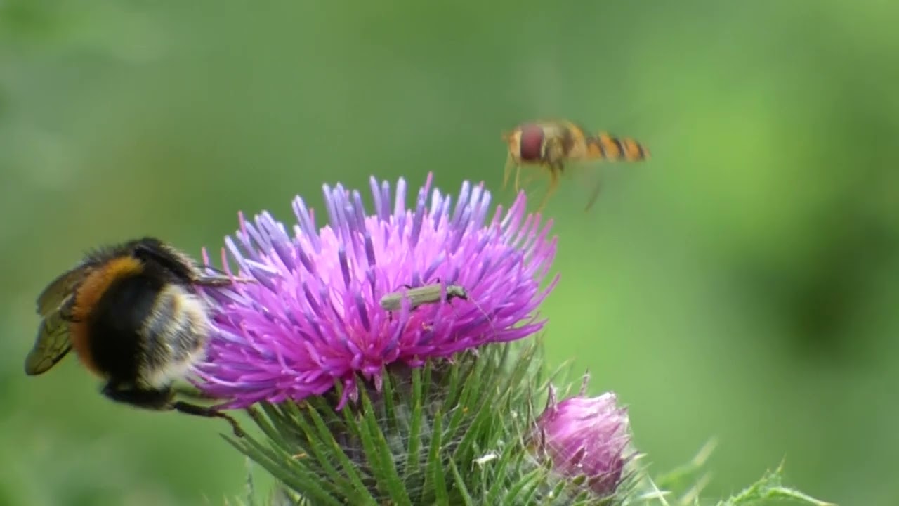 bee v hoverFly