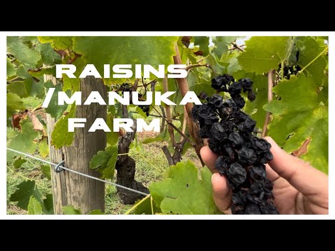 Raisins Farm in Australia | Manuka Farm in Australia 🇦🇺#australia #nsw
