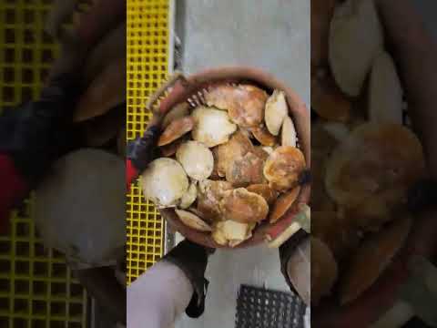 where do sea scallops come from? #shorts #fishing #commercialfishing #scallops #seafood #foryou #fyp