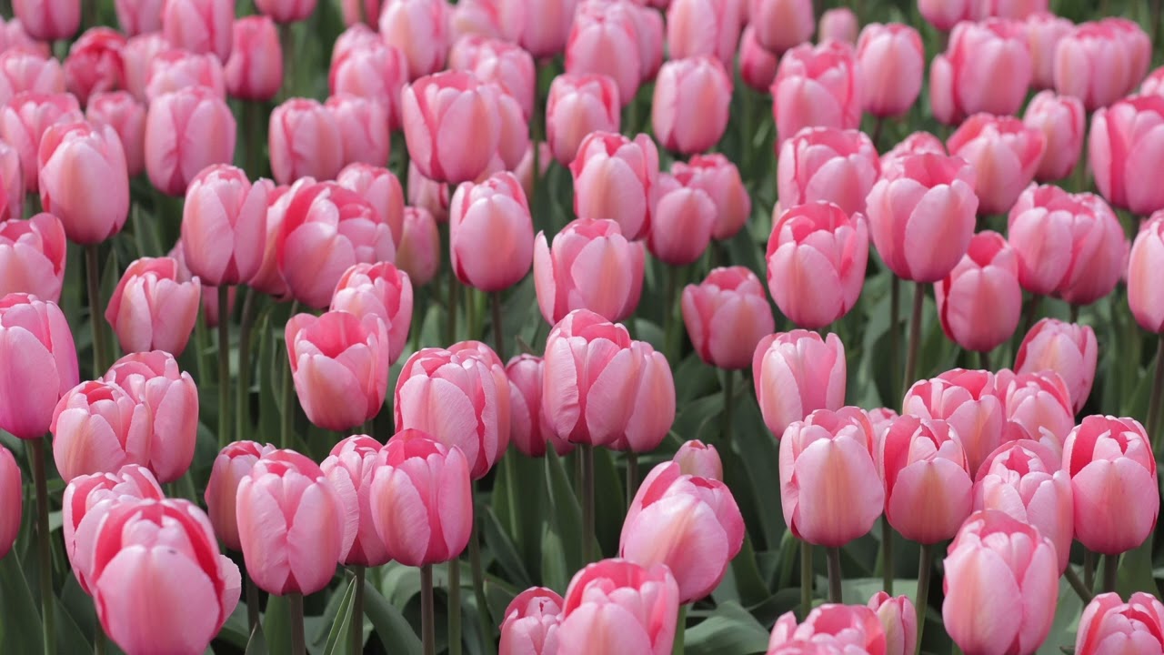 Pink Flowers Background Screensaver | 1-Hour Still Floral Background for Relaxation & Ambience