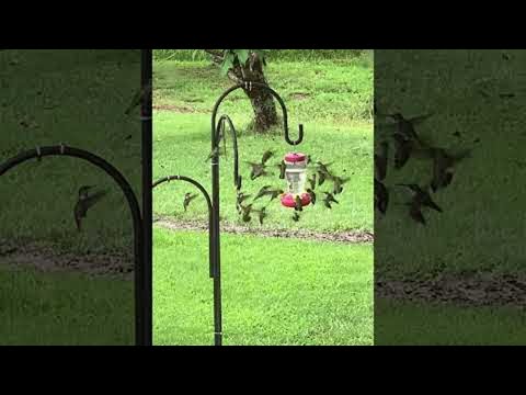 Hummingbird Feeder Frenzy || ViralHog