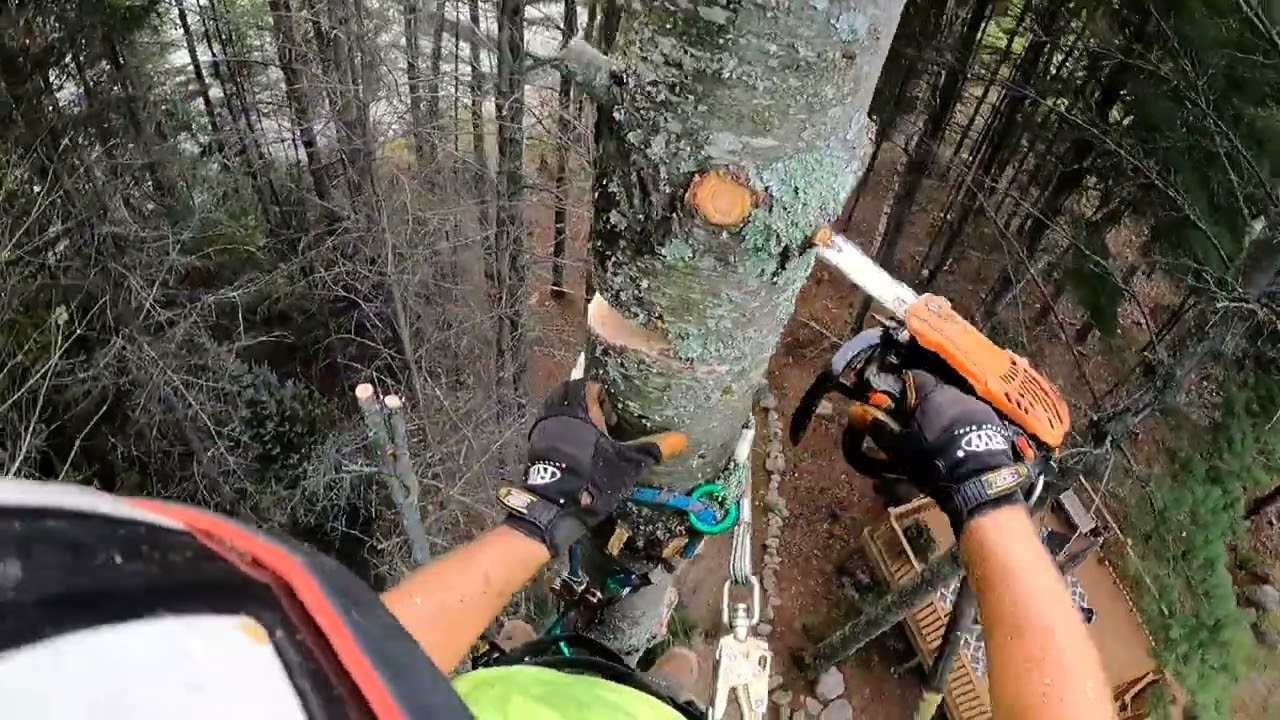 Rigging a white pine top