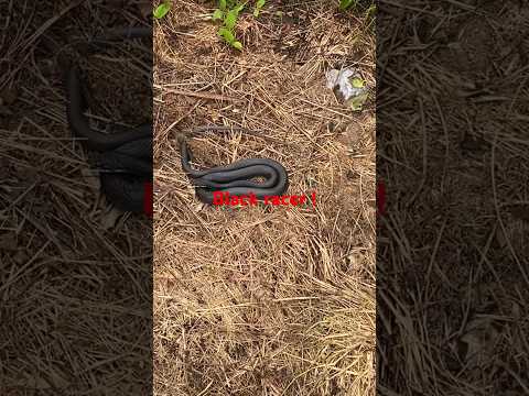 Finding a calm northern black racer ! @dayhikingandherpingdudes