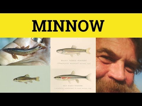 🔵 Minnow - Minnow Meaning - Minnow Examples - Minnow Phoxinus Phoxinus