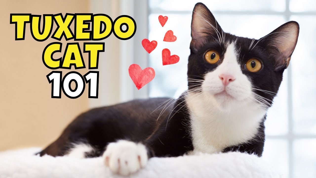 Tuxedo Cat 101: What to Know Before Adopting One