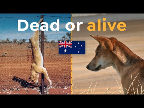 Why the World's Longest Fence Determines Dingoes' Future