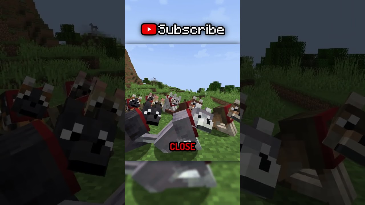 The RAREST Wolf in Minecraft!